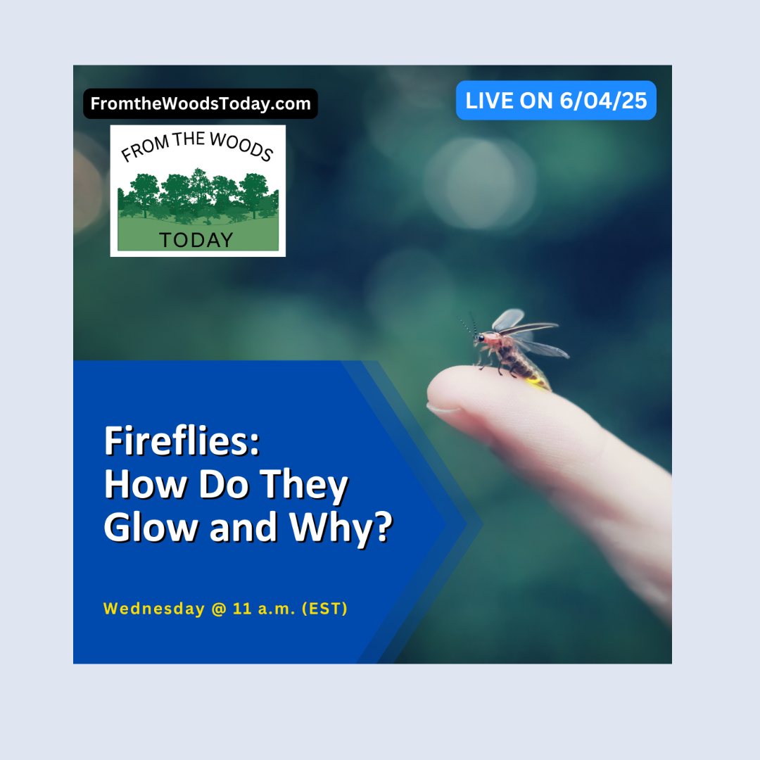 From The Woods Today-Fireflies: How do they Glow & Why? | Forestry and Natural Resources